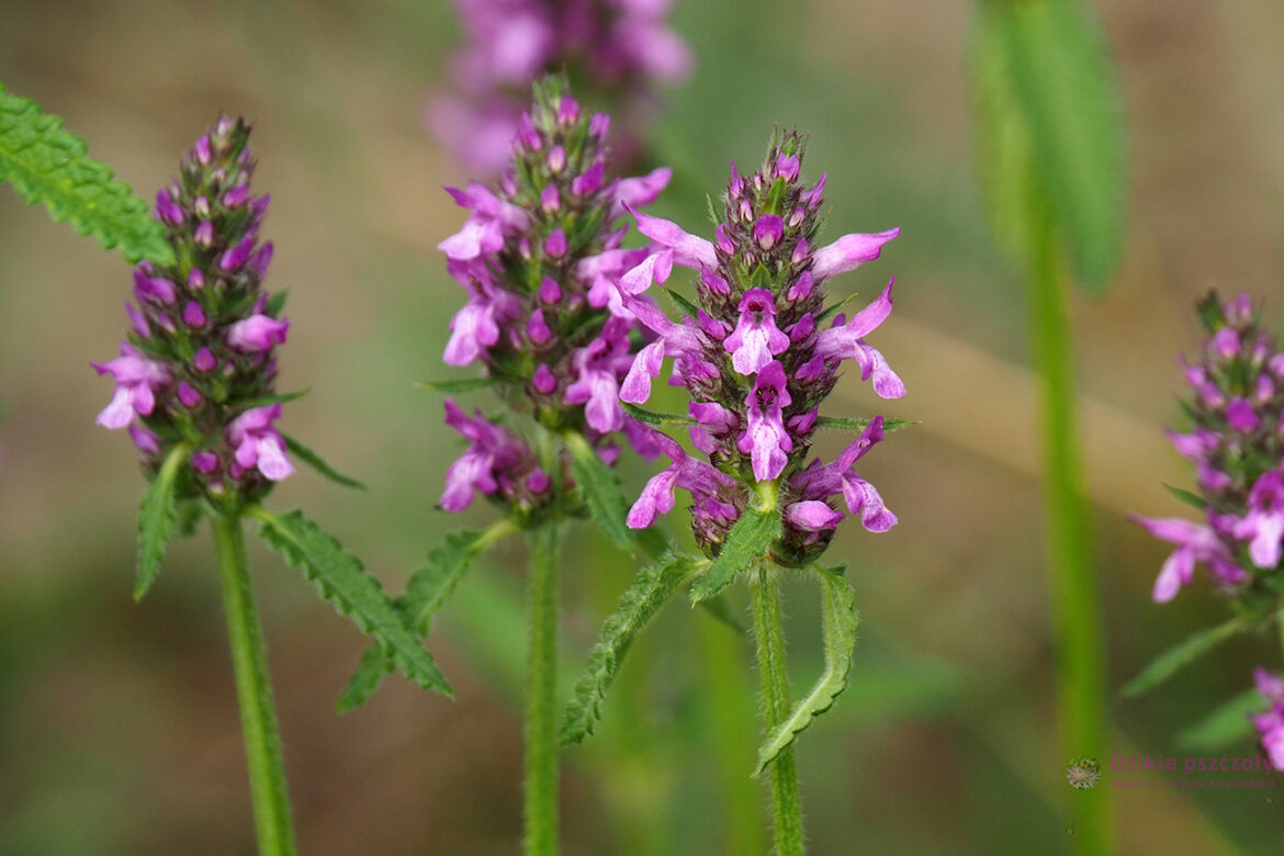 Bukwica zwyczajna – Betonica officinalis L. - Dzicy zapylacze