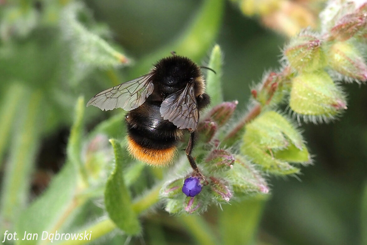 Trzmiel kamiennik (Bombus lapidarius) - Dzicy zapylacze